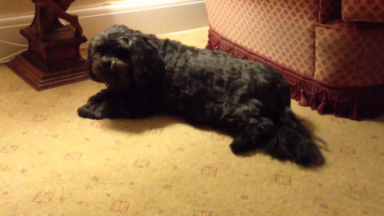 Grumpy Henry - YouTube