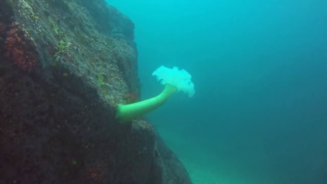 Point Lobos..park and dive - YouTube