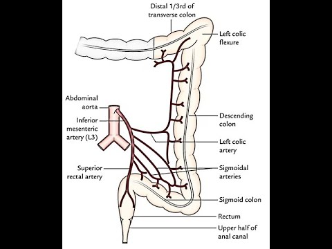 INFERIOR MESENTRIC ARTERY | ABDOMINAL AORTA | ANATOMY | ABDOMEN - YouTube