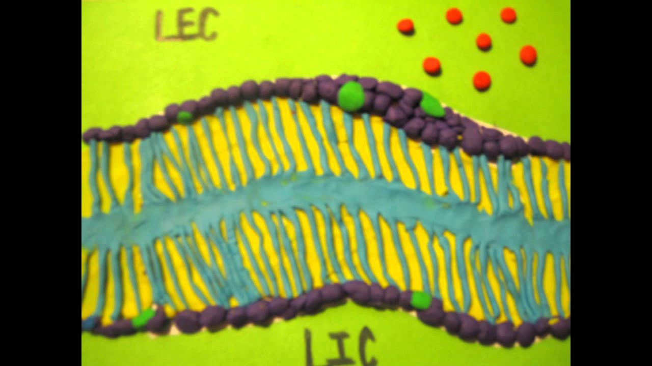 difusión simple biología - YouTube