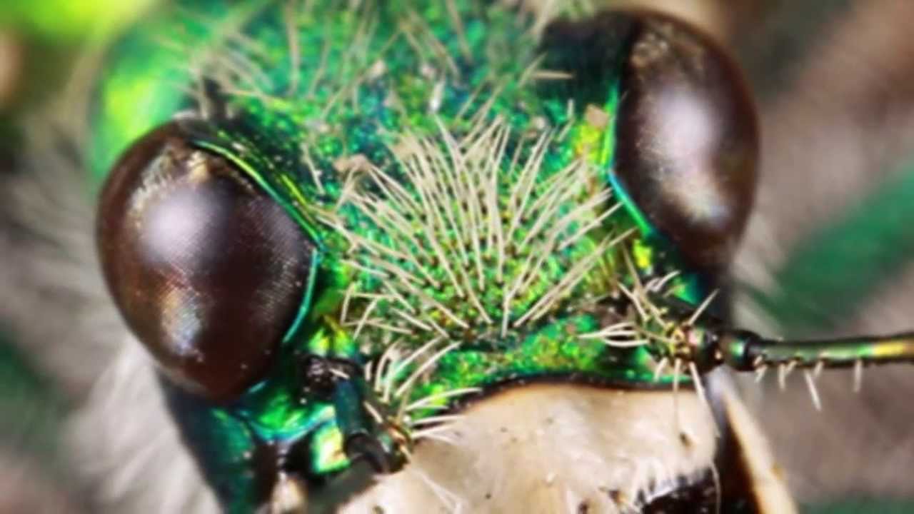 The Locusts of Revelation 9 - YouTube