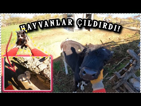 HAYVANLAR ÇILDIRDI !!! 