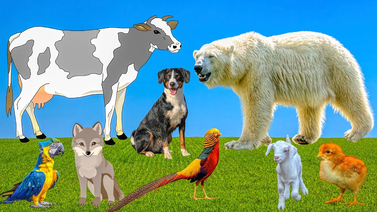 Amazing Sounds of Familiar Animals: Goat, Raccoon, Buffalo, Dog, Tiger ...
