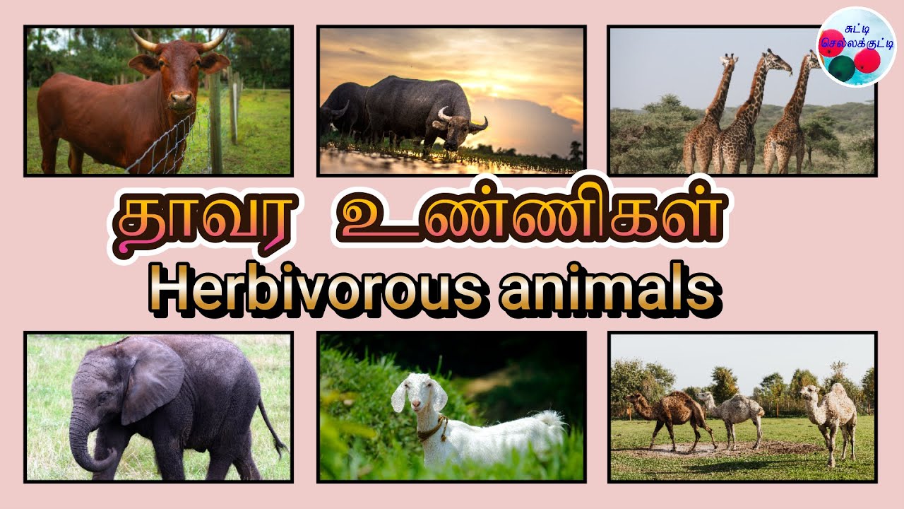 தாவர உண்ணிகள்/தாவரங்களை உண்ணும் விலங்குகள்/ Learn Herbivorous animals in Tamil and English names ...