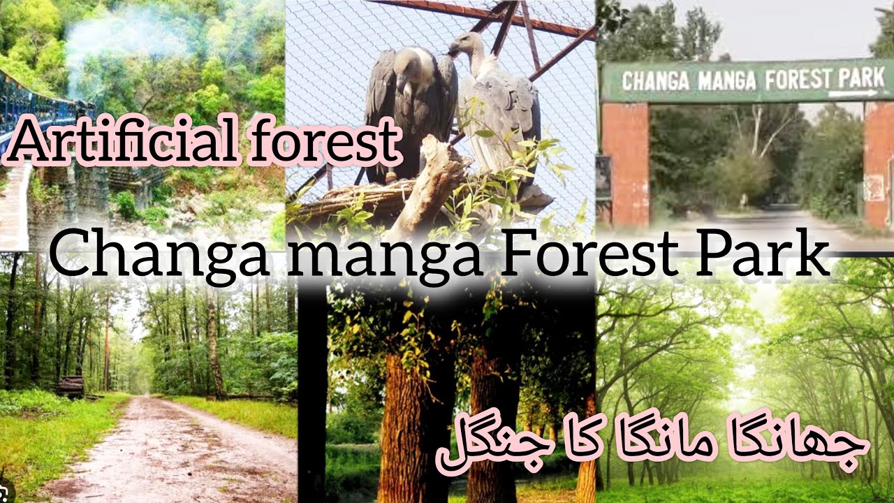 Changa manga Forest Park | جھانگا مانگا کا جنگل | forest in Pakistan ...