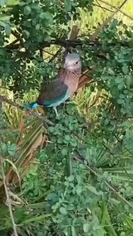 Telagana state bird palapitta#palapitta #dasarapalapitta #dushera # ...