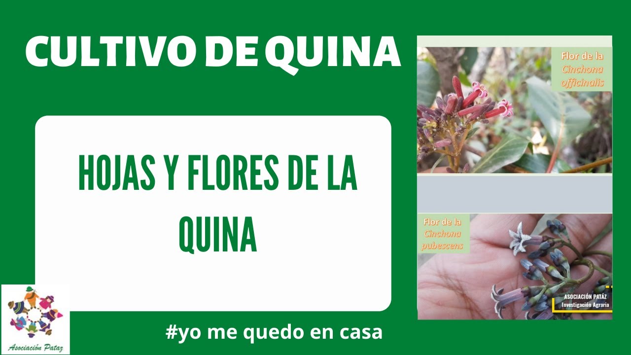Identificación de hojas y flores del árbol de la quina. Mod I. Vídeo 2 ...
