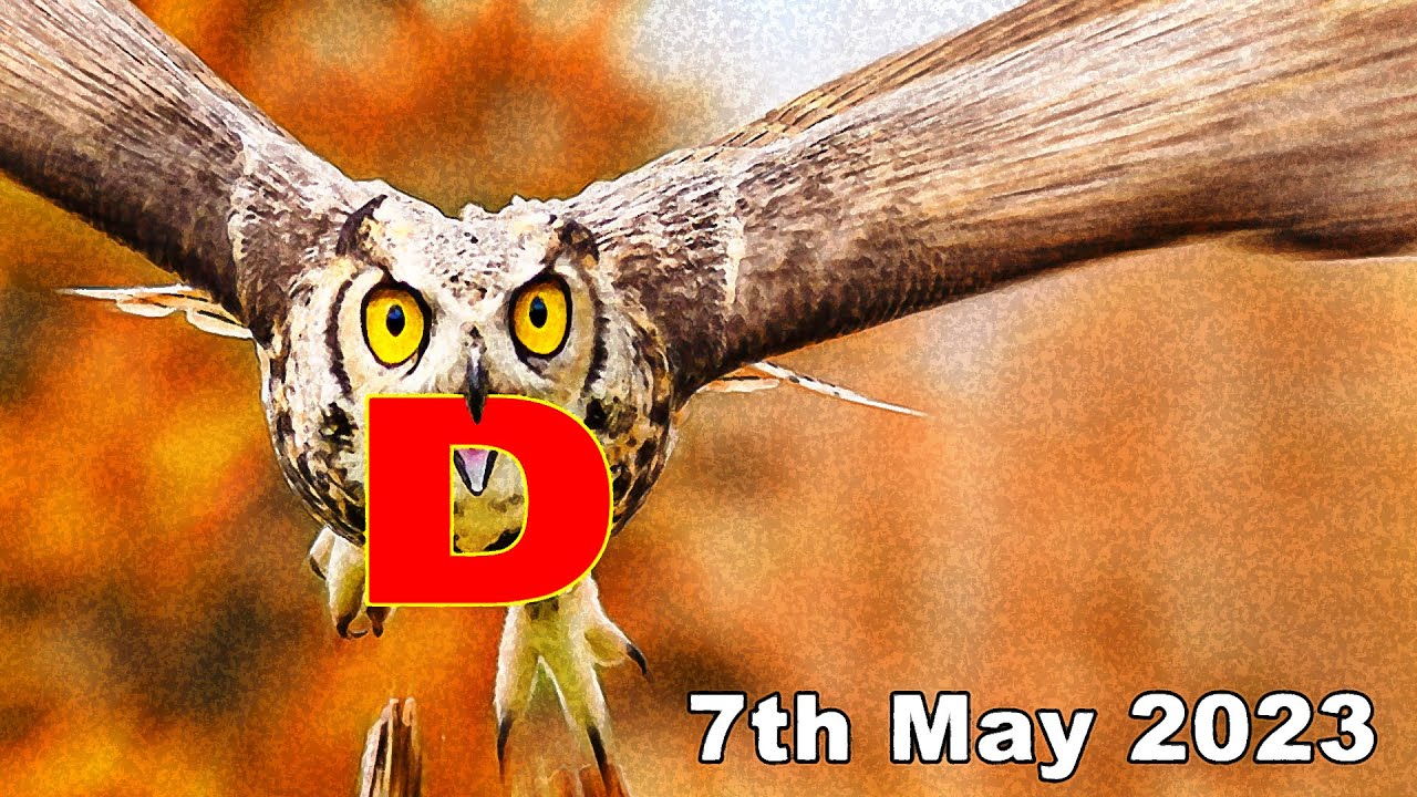 Owl D, Session #15, Card Trick Studios, 7th May 2023 - YouTube