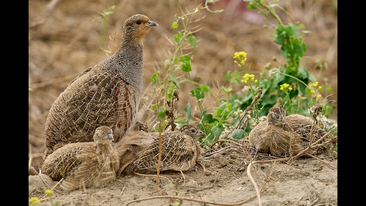 Potarnichi la scaldat! - YouTube