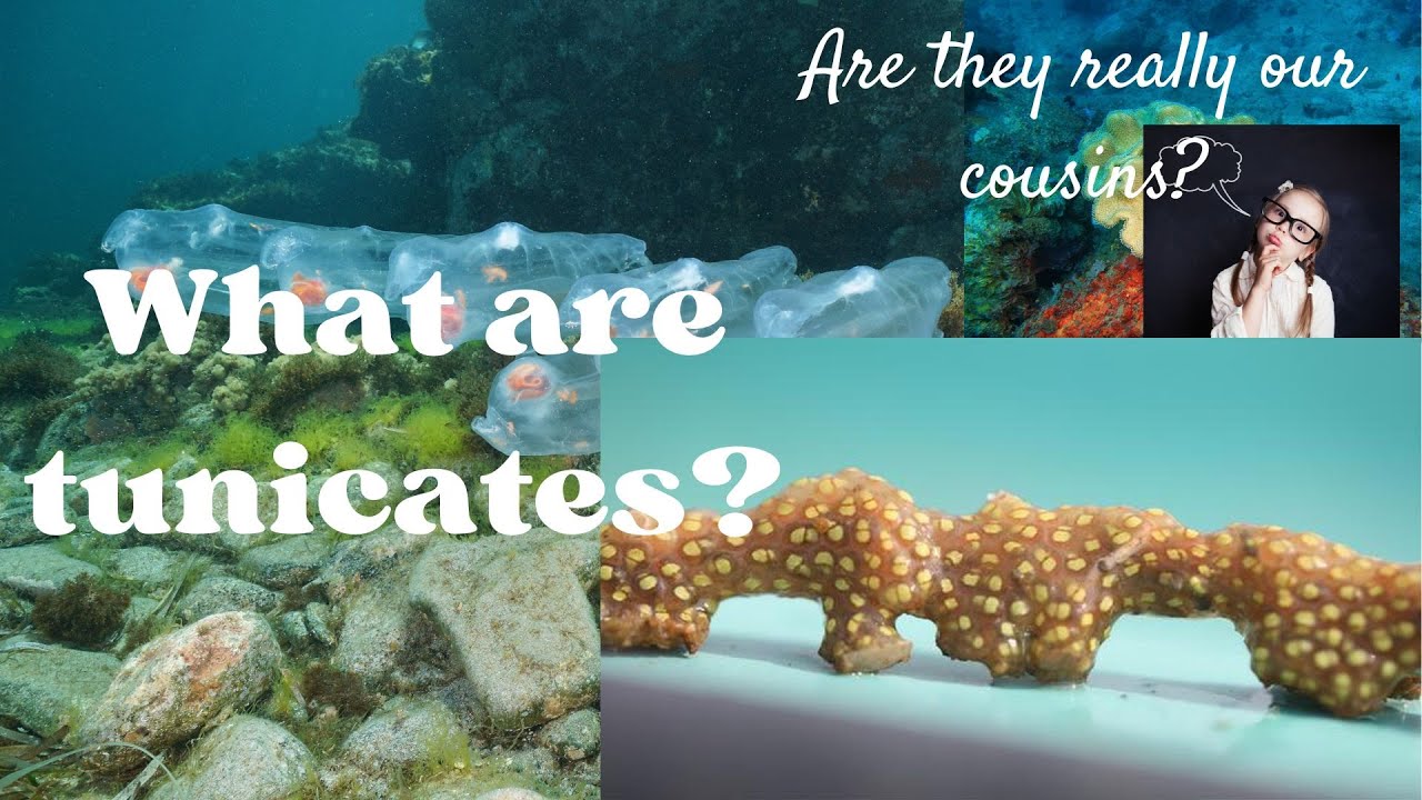 What are tunicates? Are they really our cousins? - YouTube