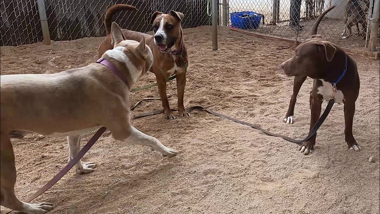 Dogs playing for dogs to watch: Episode 18 - YouTube