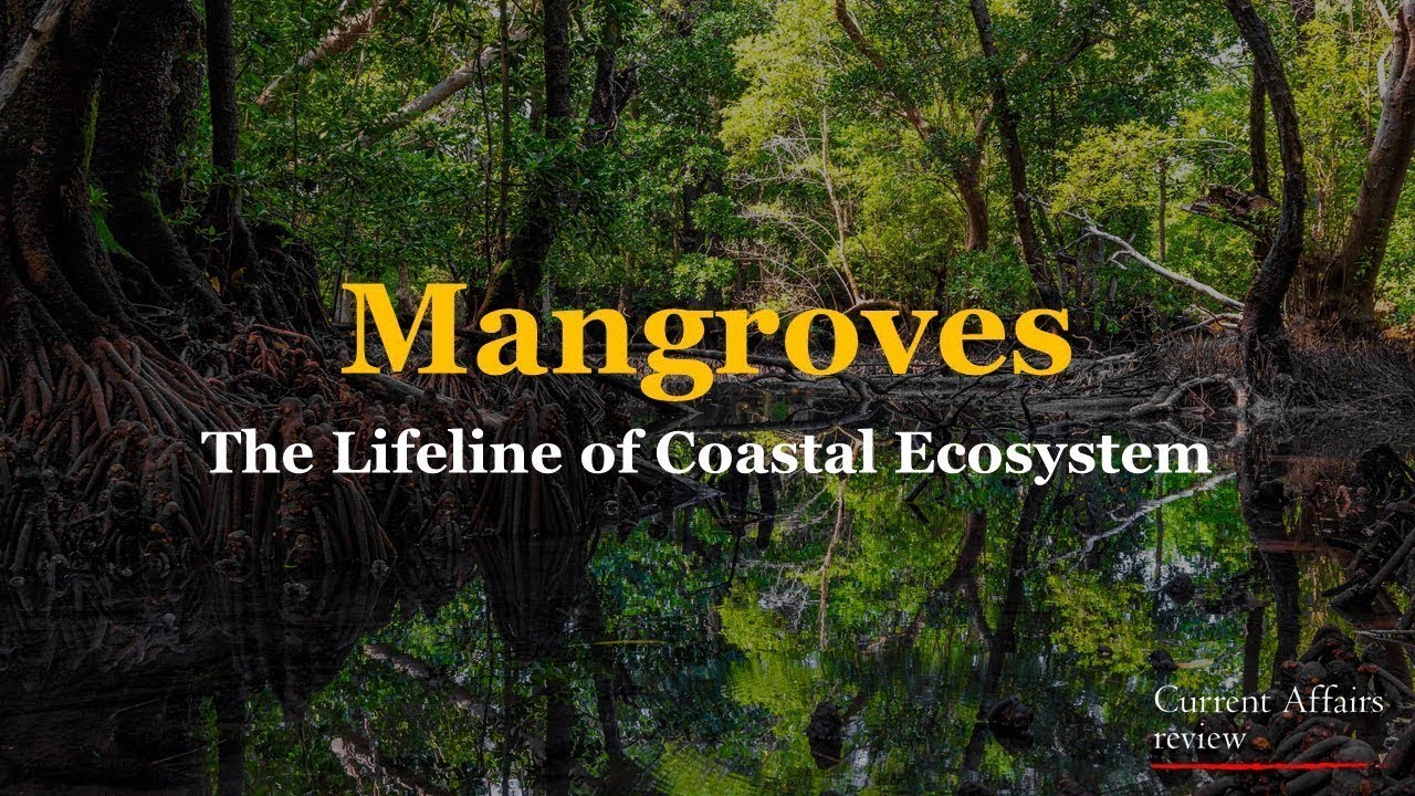 Estuarine Ecosystem, Mangroves, Mangroves in India || UPSC || Varun ...