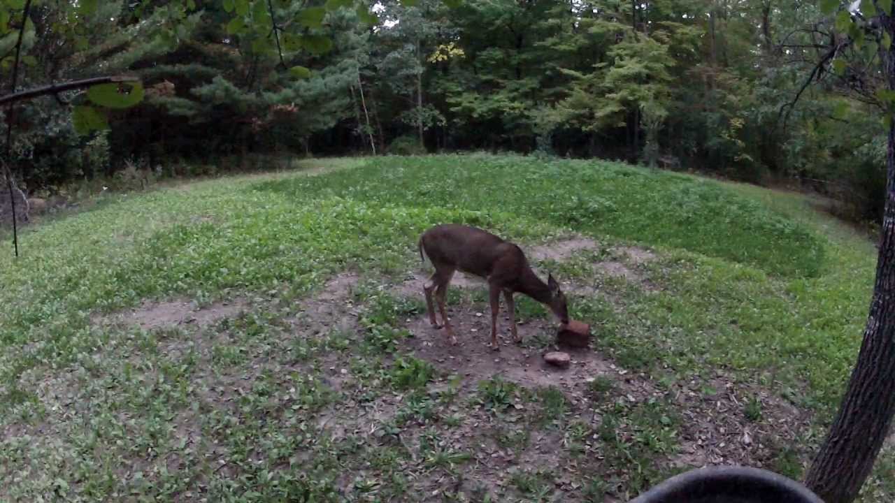 Doe Bow Kill on Gopro - YouTube