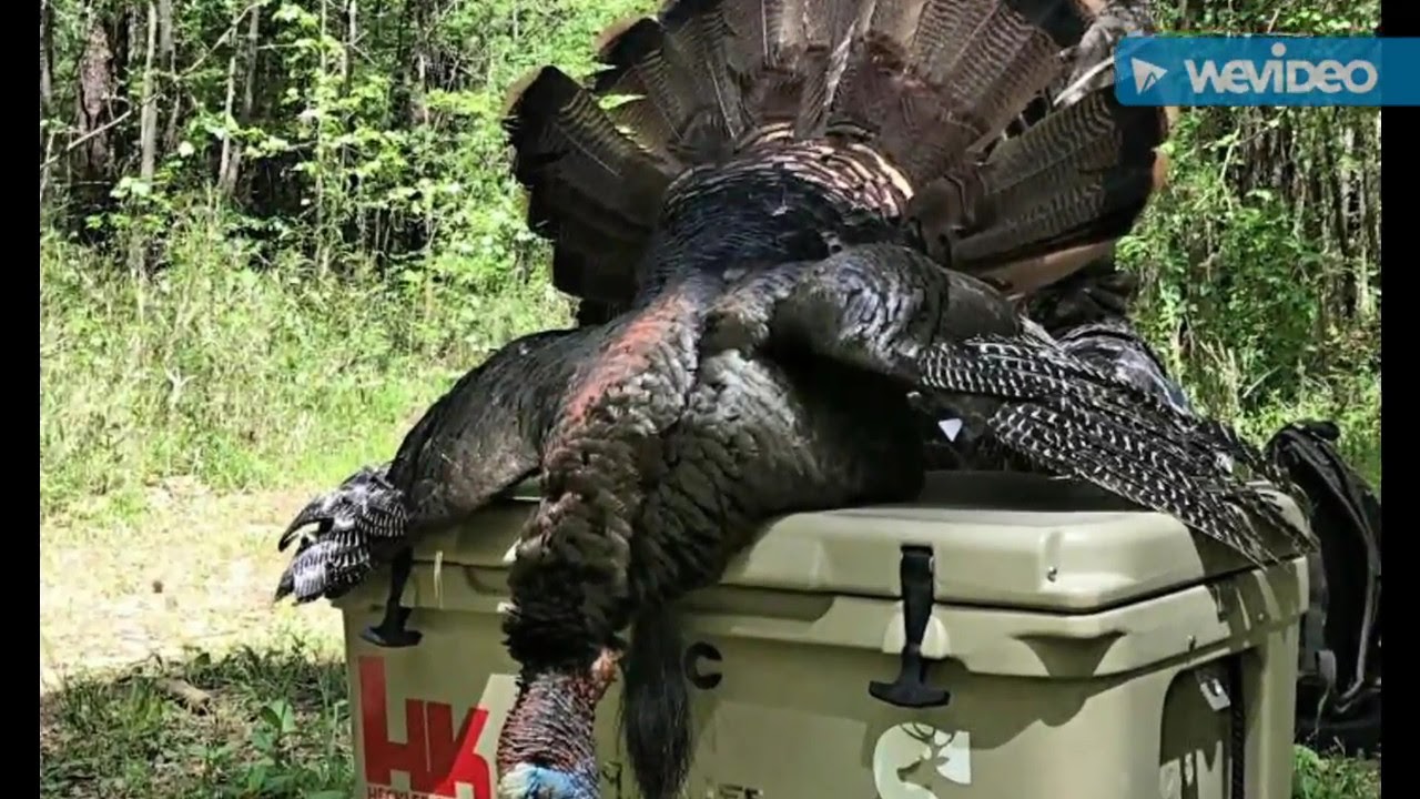 Swamp Turkey Hunting in South Carolina - YouTube