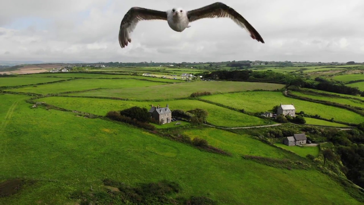 Seagull meets a drone............. - YouTube
