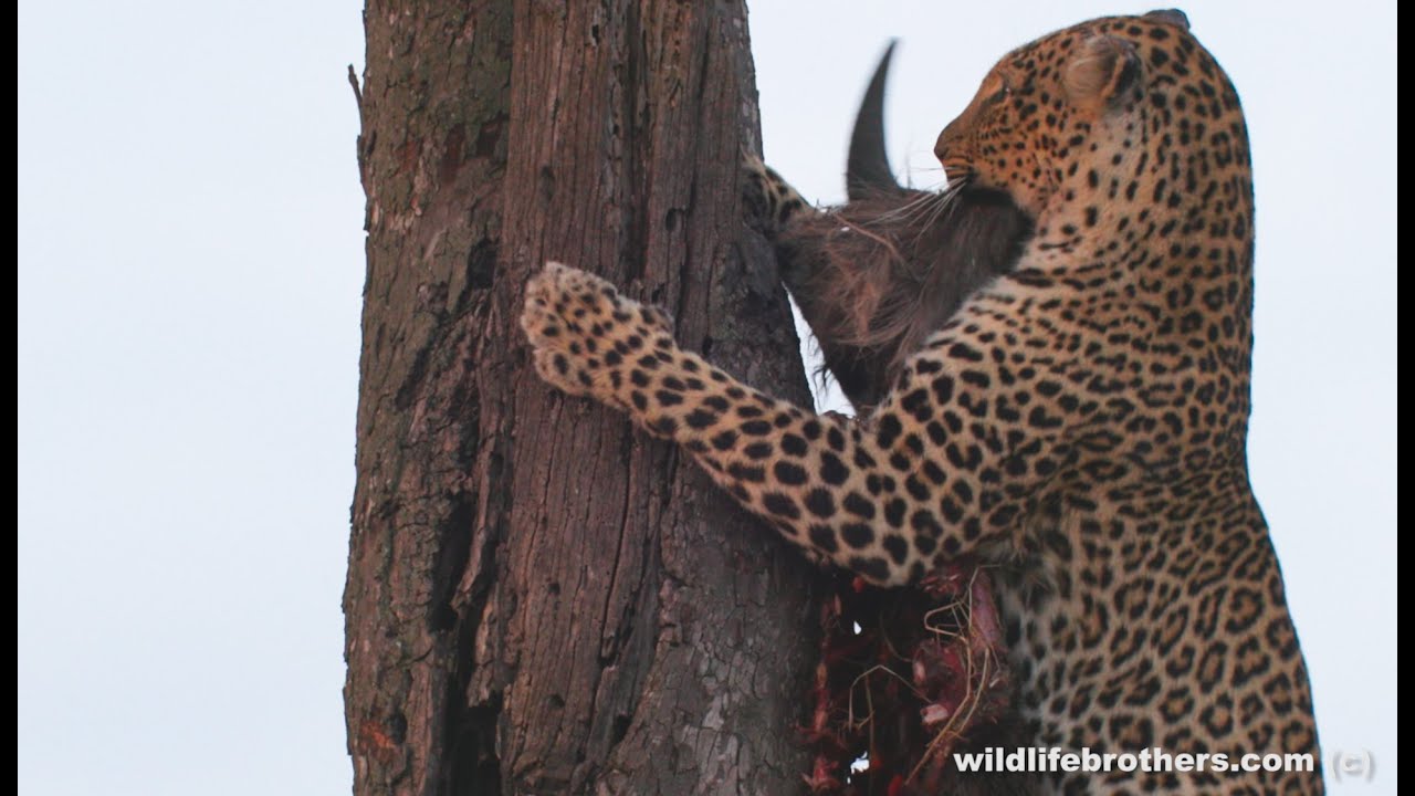 Impressive! Female Leopard pulling up prey in tree and showing her ...