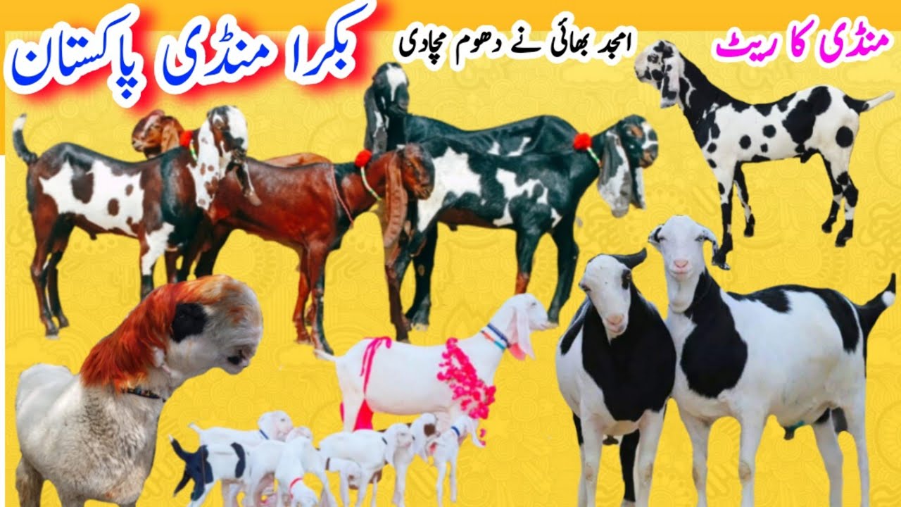 Bakra Mandi Pakistan | Full Malomat Video | Mundray , Bachoon Wali ...