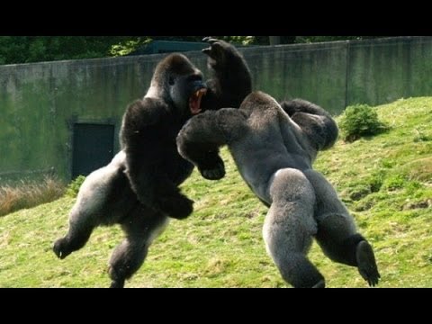 Documental Gorila Macho Alfa Macumba - Documentales National Geographic ...