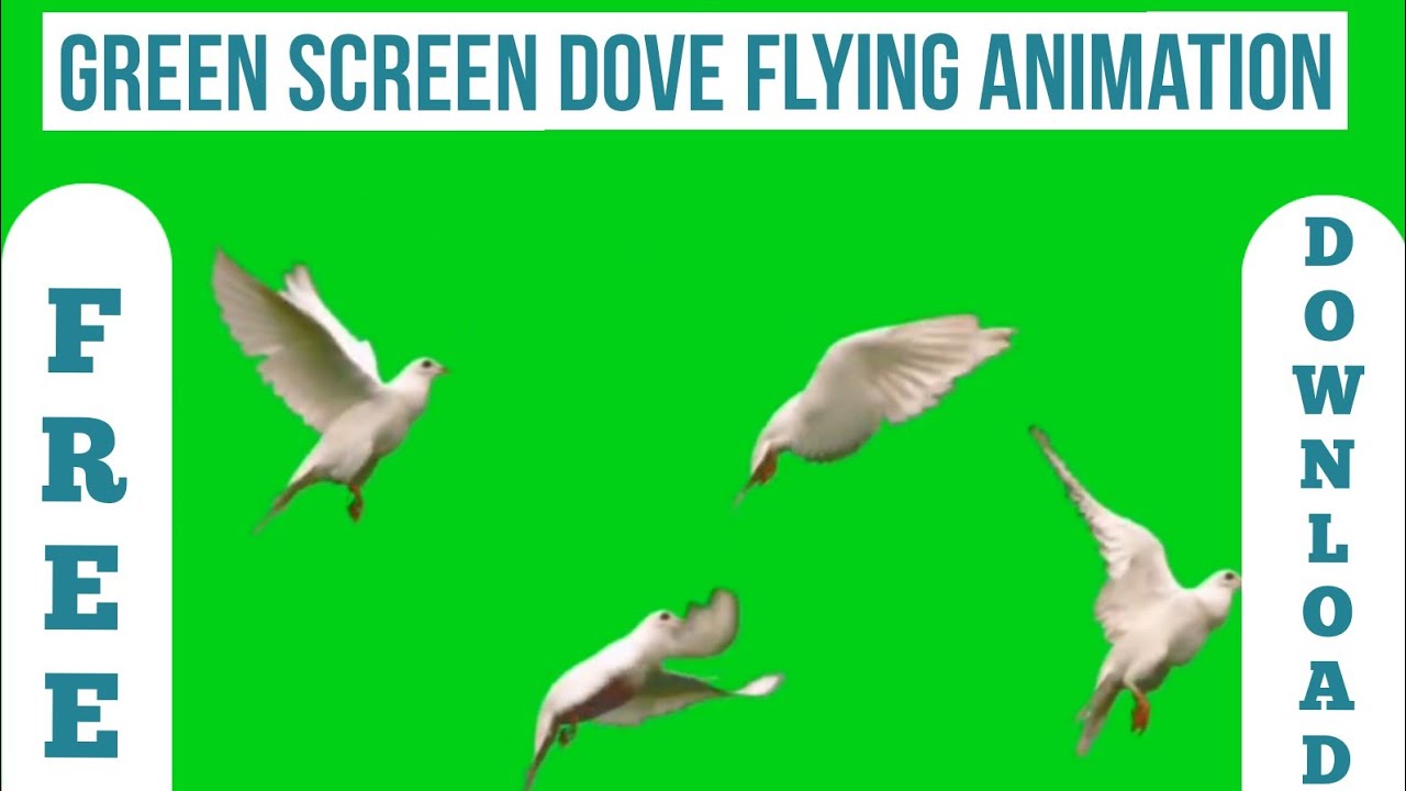 Greenscreen Dove Flying Animation Video | Pavan lokam - YouTube