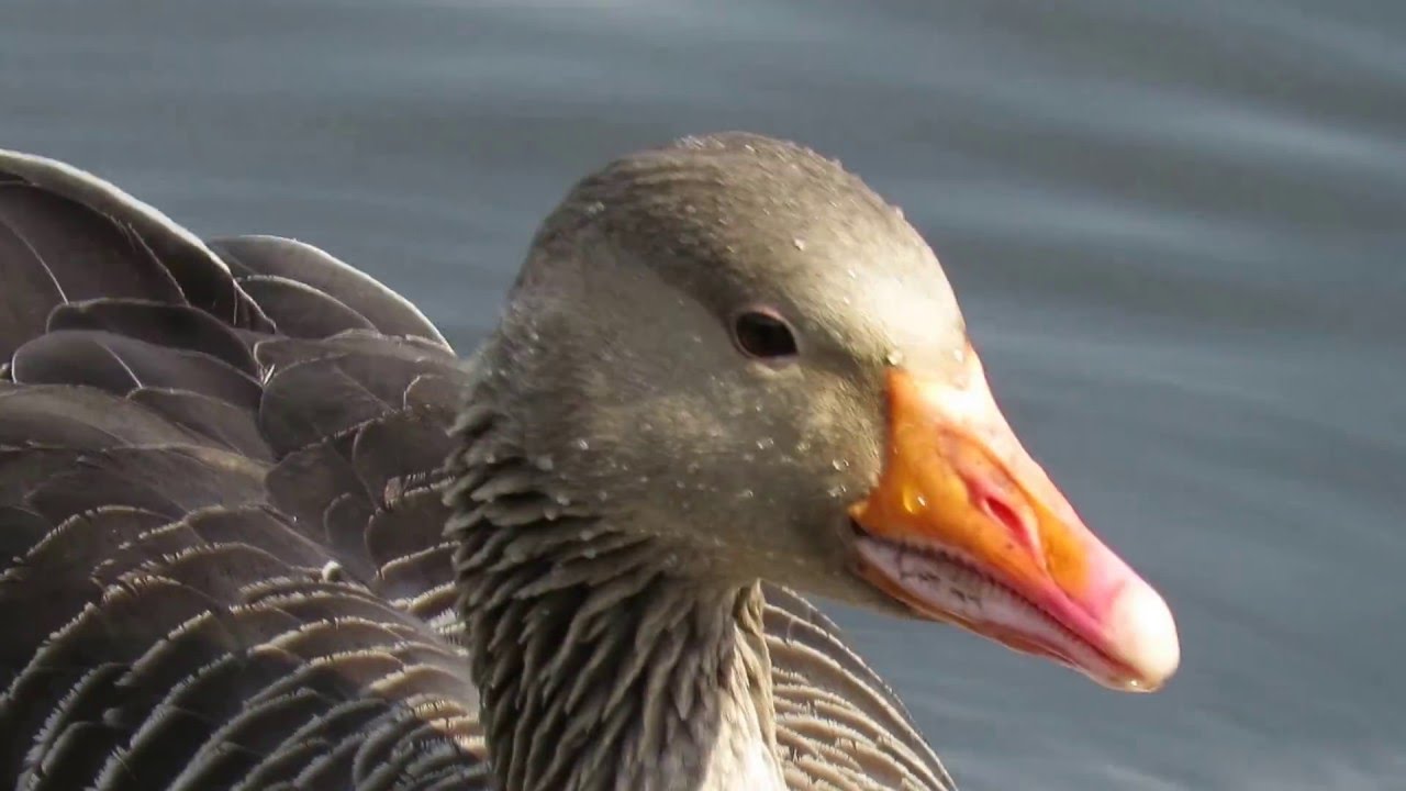 Geese honking - YouTube