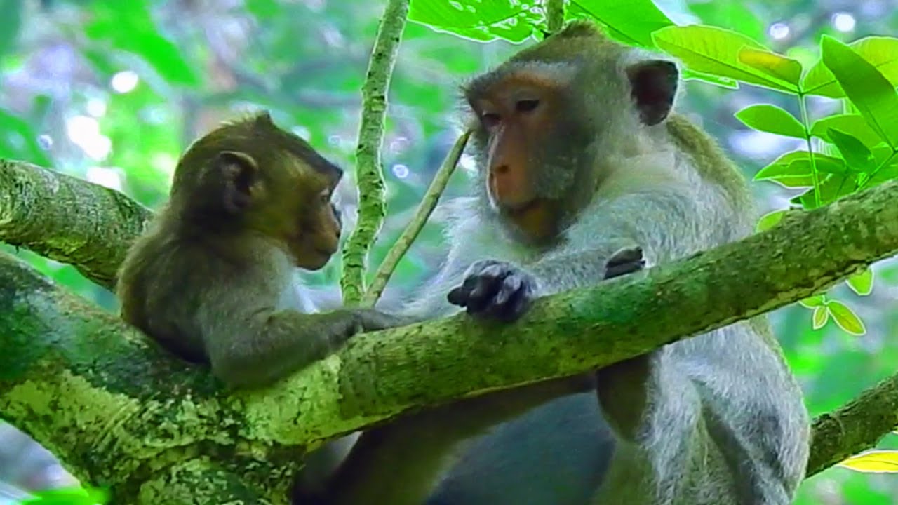 Look..! How Jody Negotiate for Milk with Mummy Jane. Look Amazing ...