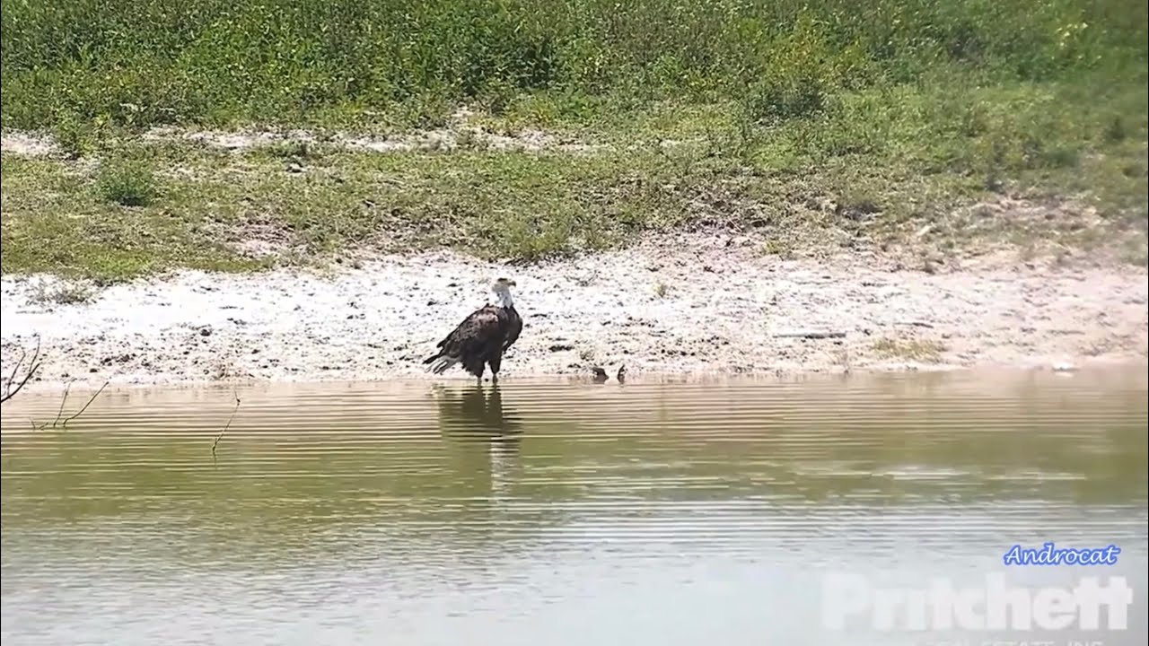 SWFL Eagle Cam 6-15-23. Mighty M15 @ the pond on Thursday, + Close view ...