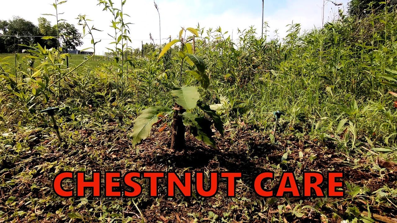 Restoration American Chestnuts Prune and Mulch - YouTube