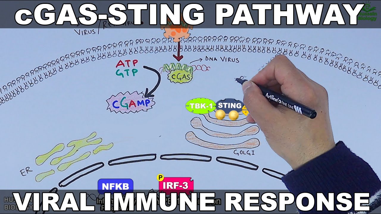 cGAS STING Signalling Pathway - YouTube