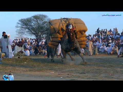 camel weight lifting in Dera Ismail Khan - YouTube