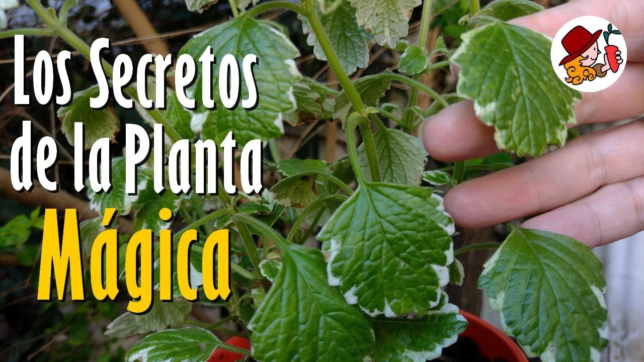 Los SECRETOS de la Planta MÁGICA - YouTube