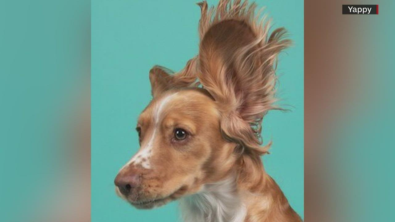 Make your pup famous: This company needs a dog 'influencer' - YouTube