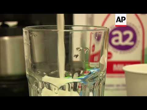 Got indigestion? These cows could solve your milk problem