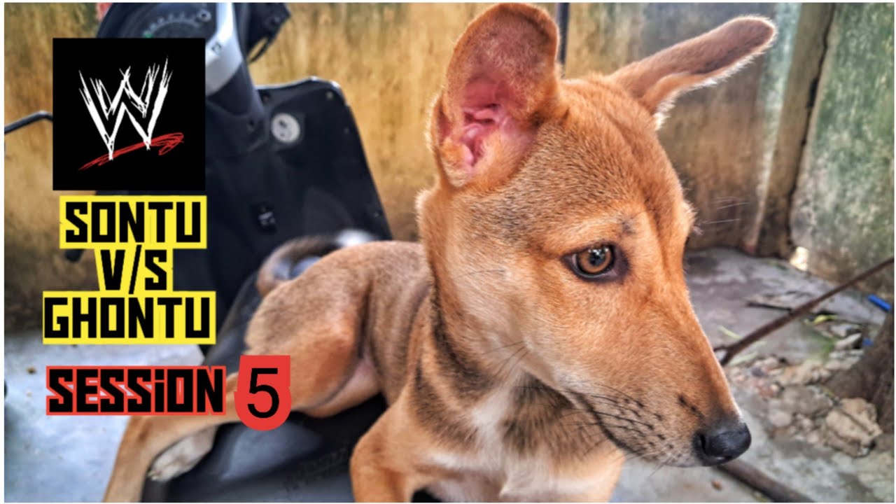 DOG WWE Raw Season 5 - watch full episodes streaming online - YouTube