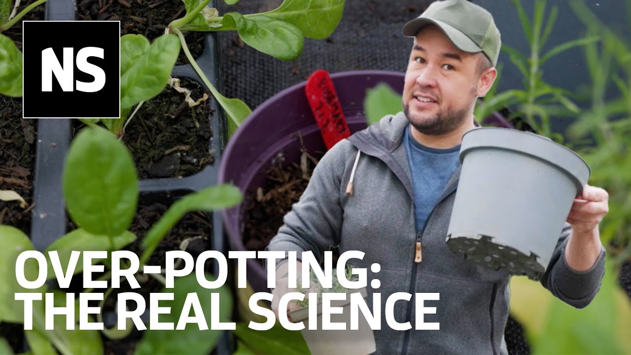 Why you don't need to worry about 'over-potting' your plants - YouTube