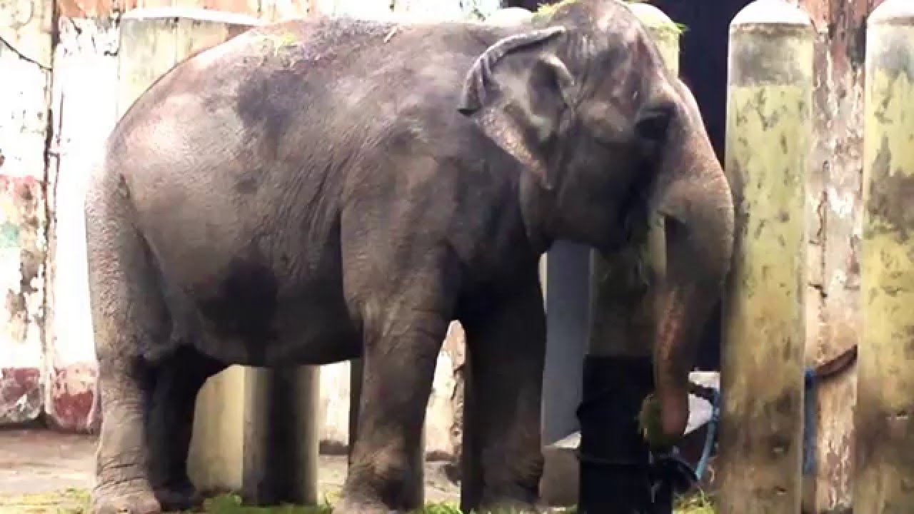 Elephant -- Manila Zoo -- Filipino Channel - YouTube