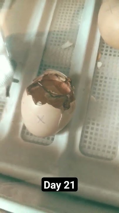 day 21 it 🐣 #egglife #egg #chick #birds #day1 #day21 - YouTube