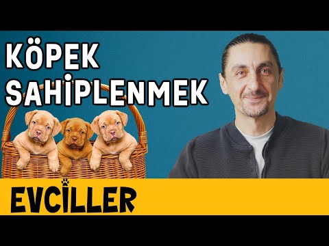 Köpek Sahiplenmek - Evciller - Vet. Hekim Efe Onur - B03