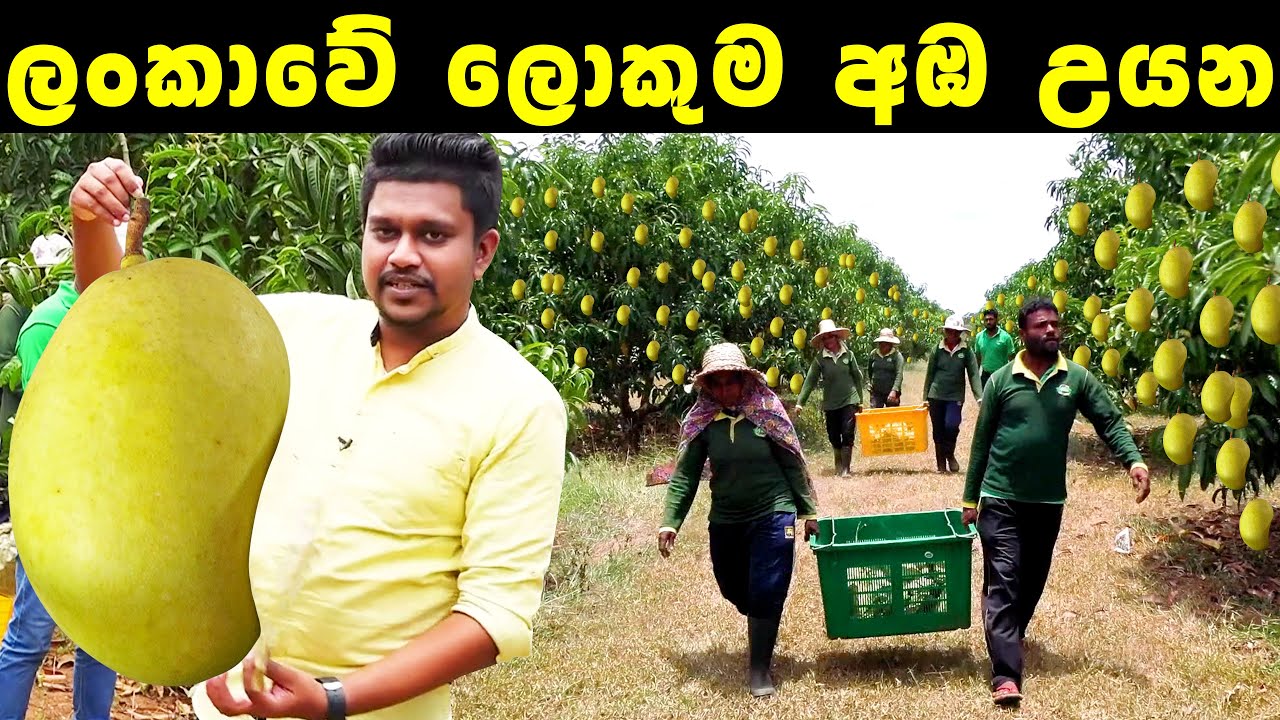 අක්කර 500ක ලංකාවේ ලොකුම අඹ වත්ත | Sri Lanka's largest Mango orchard ...