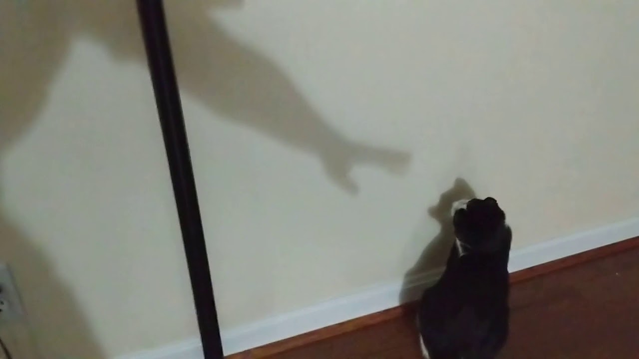 Shadows and Princess Blackbeard - YouTube