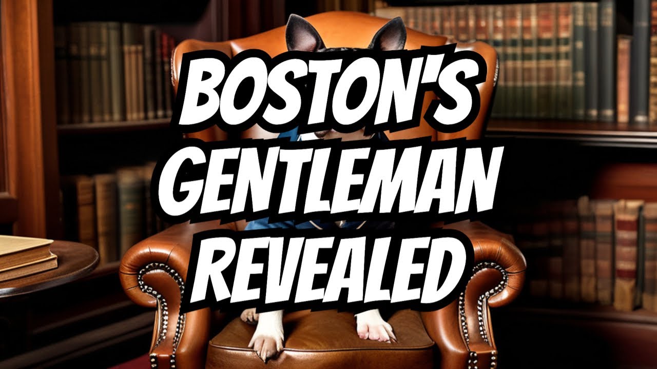 Revealing the Boston Terrier's Surprising Gentleman Secrets - YouTube