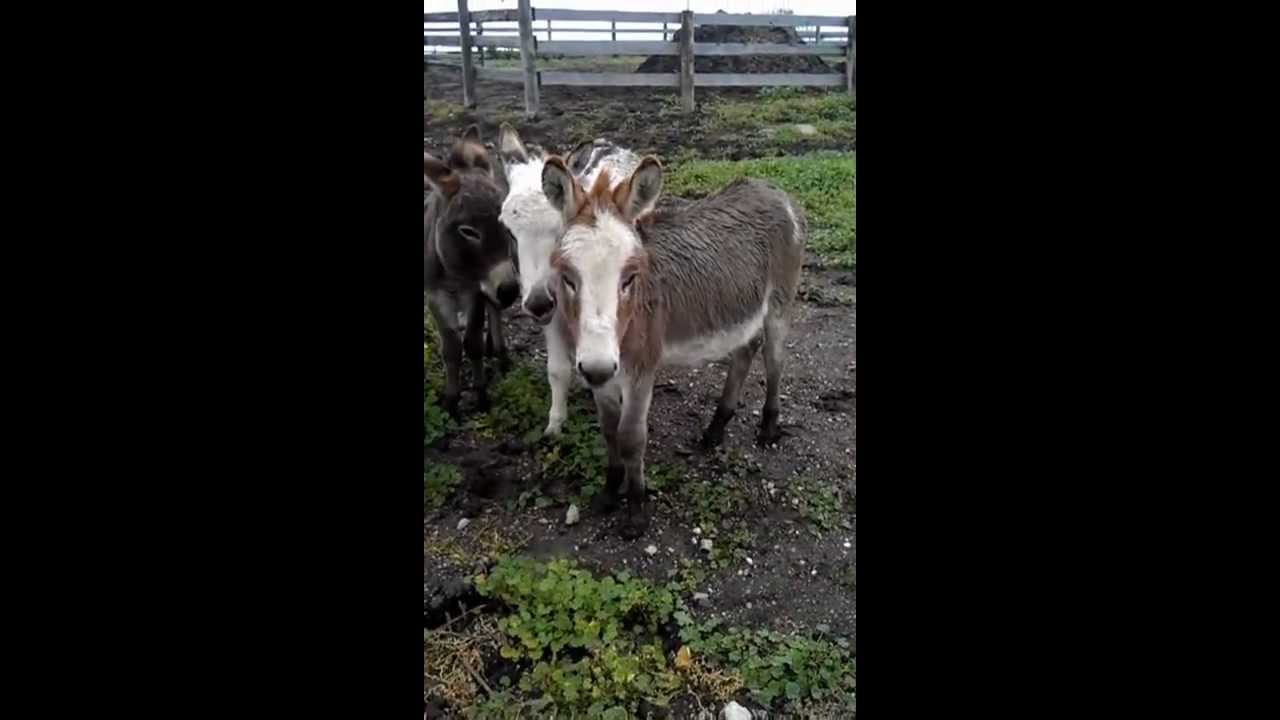 Spotted Miniature Donkeys - YouTube