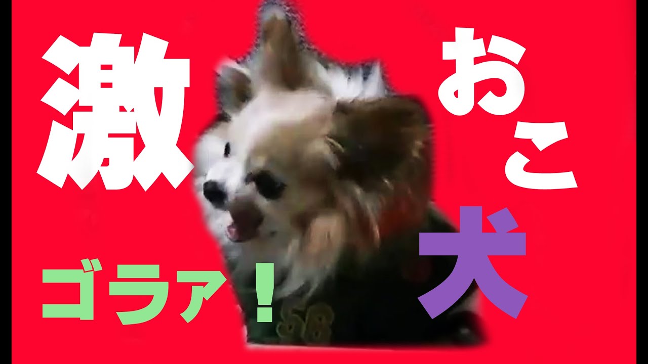【激おこプンプン犬】 Angry Papillon dog - YouTube