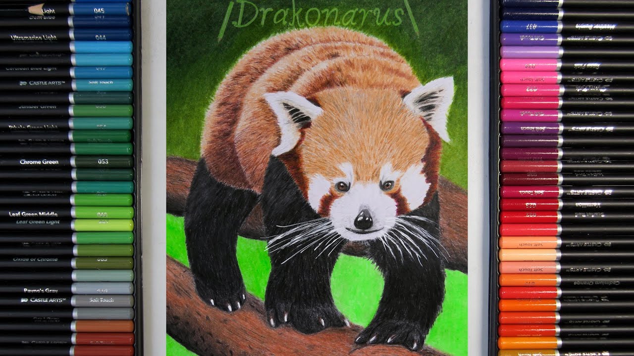 Drawing Red Panda - [4K/UHD] - Drakonarus - YouTube