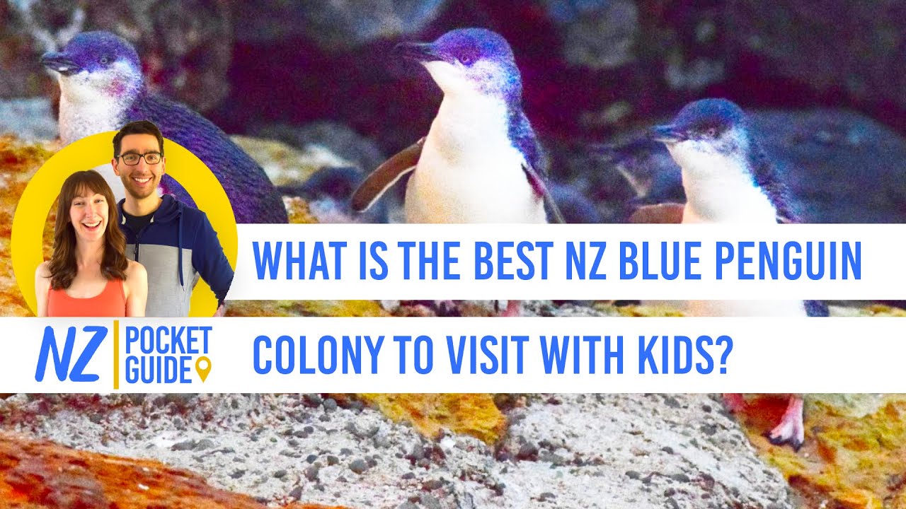 🐧 The Best Blue Penguin Colony in New Zealand to Visit With Kids ...