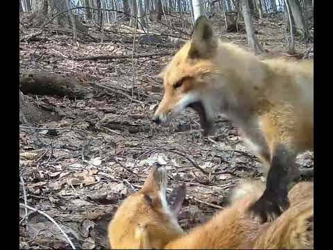 Love is in the air ! Mating season #wildlife #nature #foxes #trailcam #trailcamera
