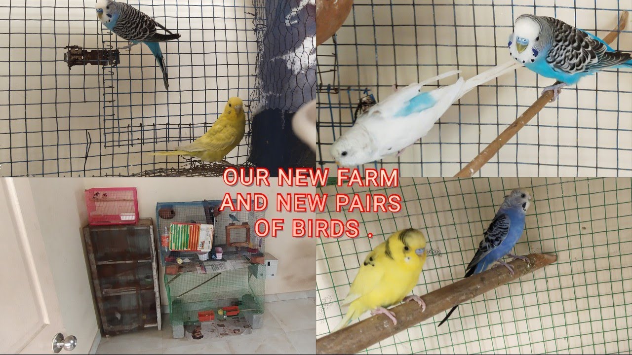 OUR NEW FARM AND NEW PAIRS OF BIRDS. - YouTube