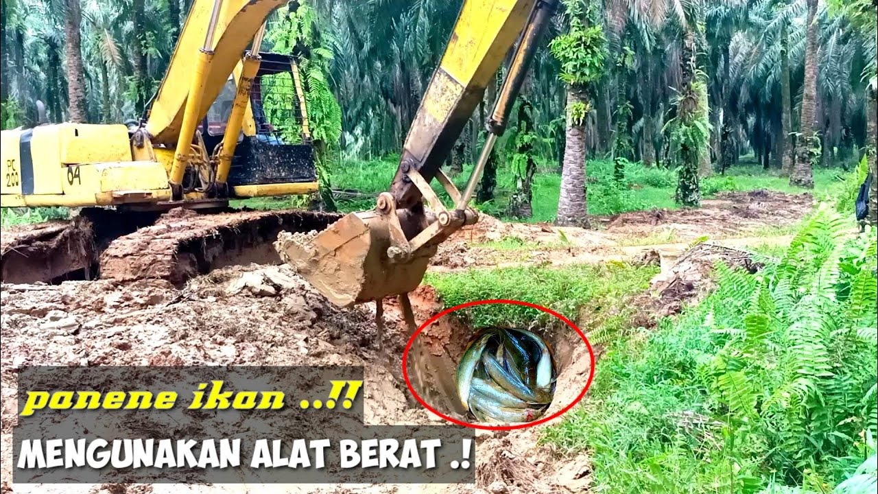 excavator Beko besar Komatsu PC 200 panen ikan lele di lubang gorong ...