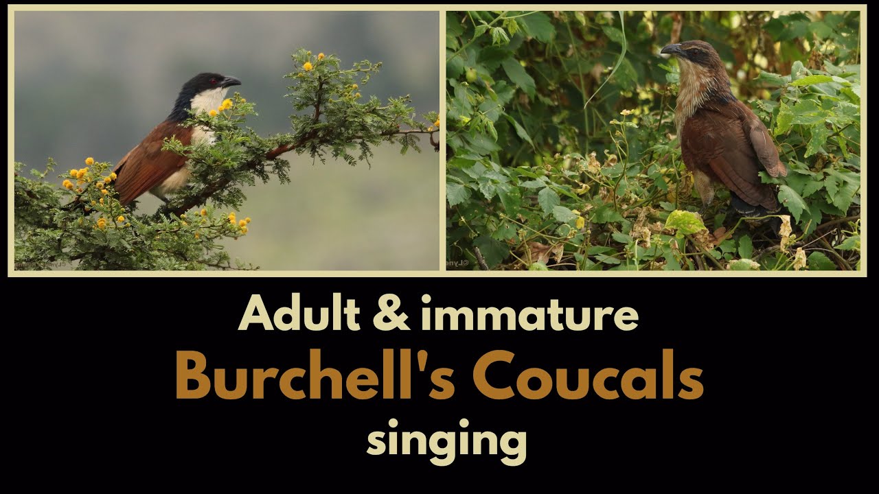 BURCHELL'S COUCALS calling (an adult and an immature) - YouTube