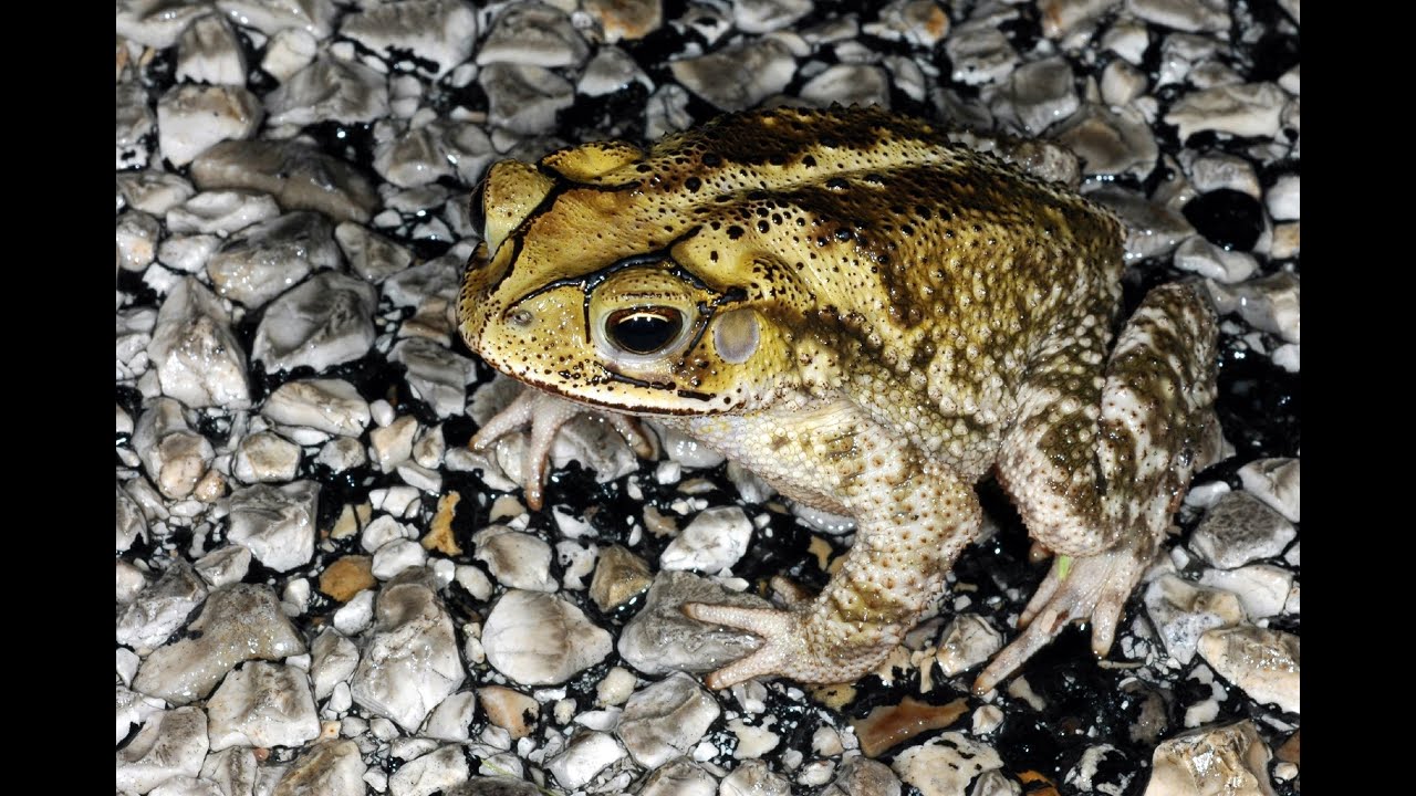 Gulf Coast toad - YouTube