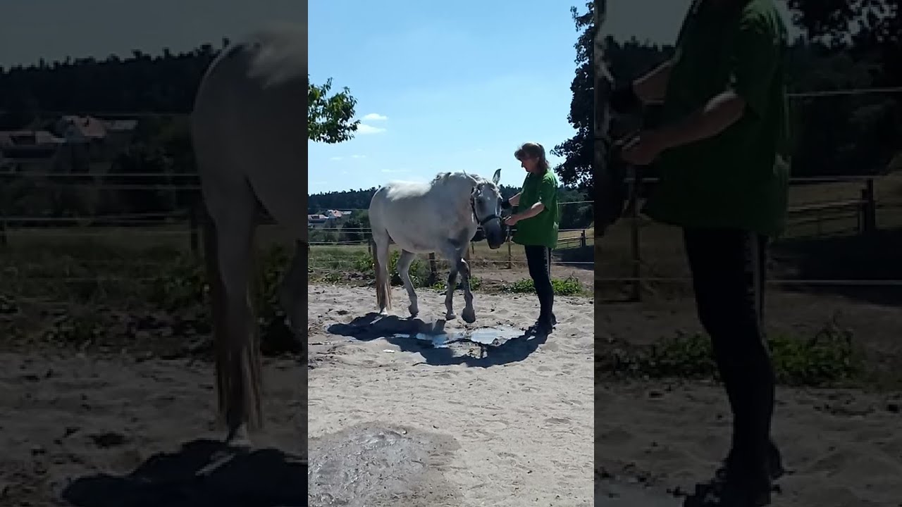 Pfützentraining Pferd - YouTube